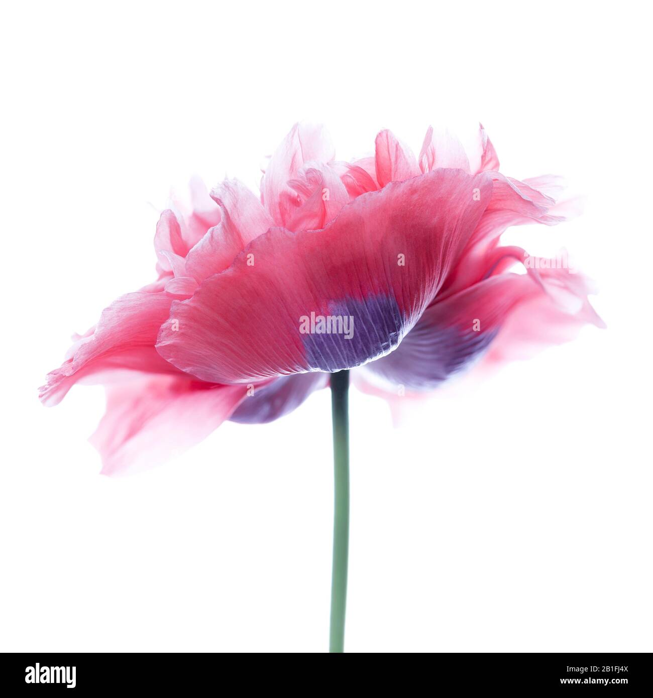 Peony poppy hi-res stock photography and images - Alamy