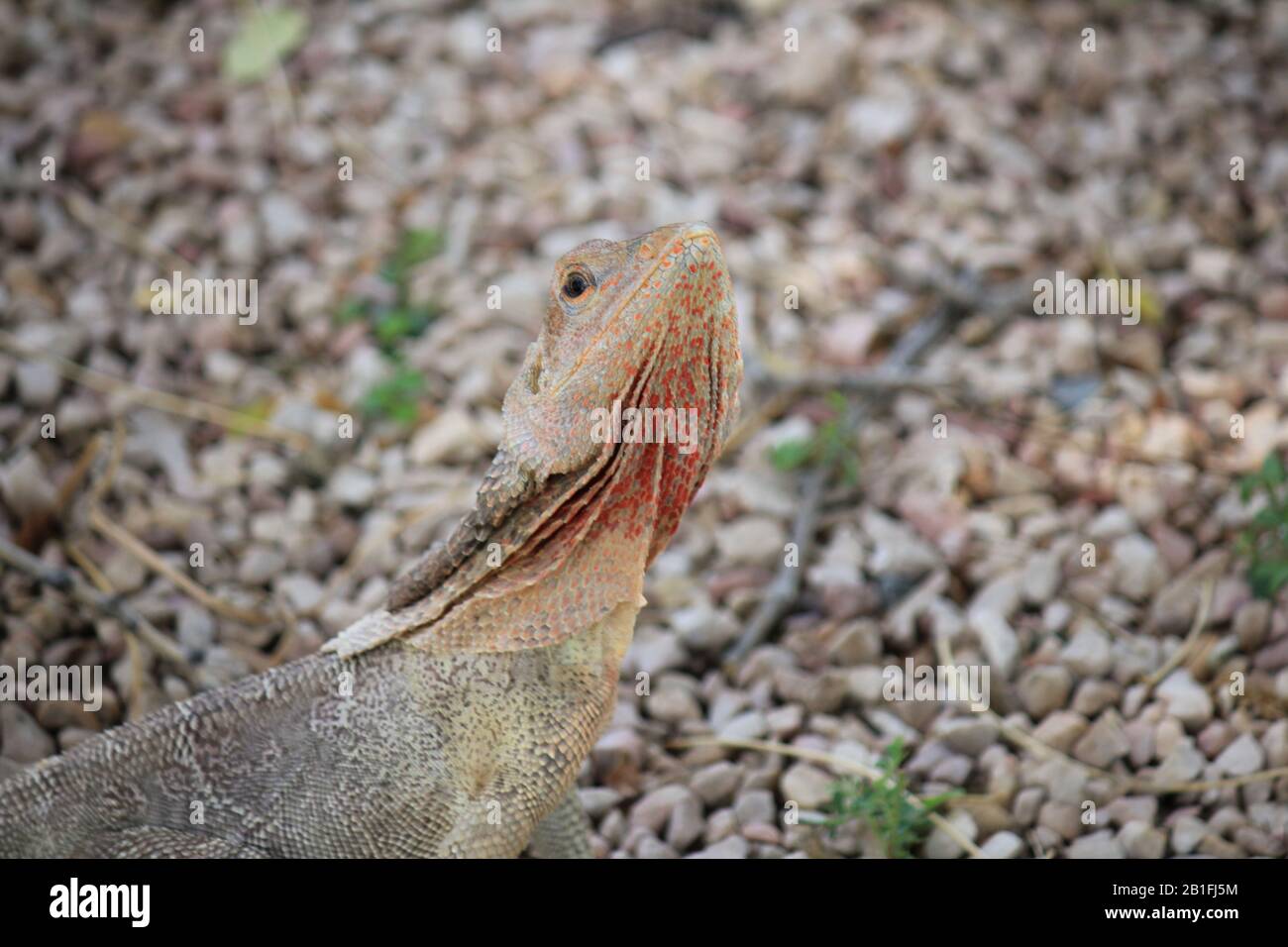 Frilled Neck Lizard High Resolution Stock Photography and Images - Alamy