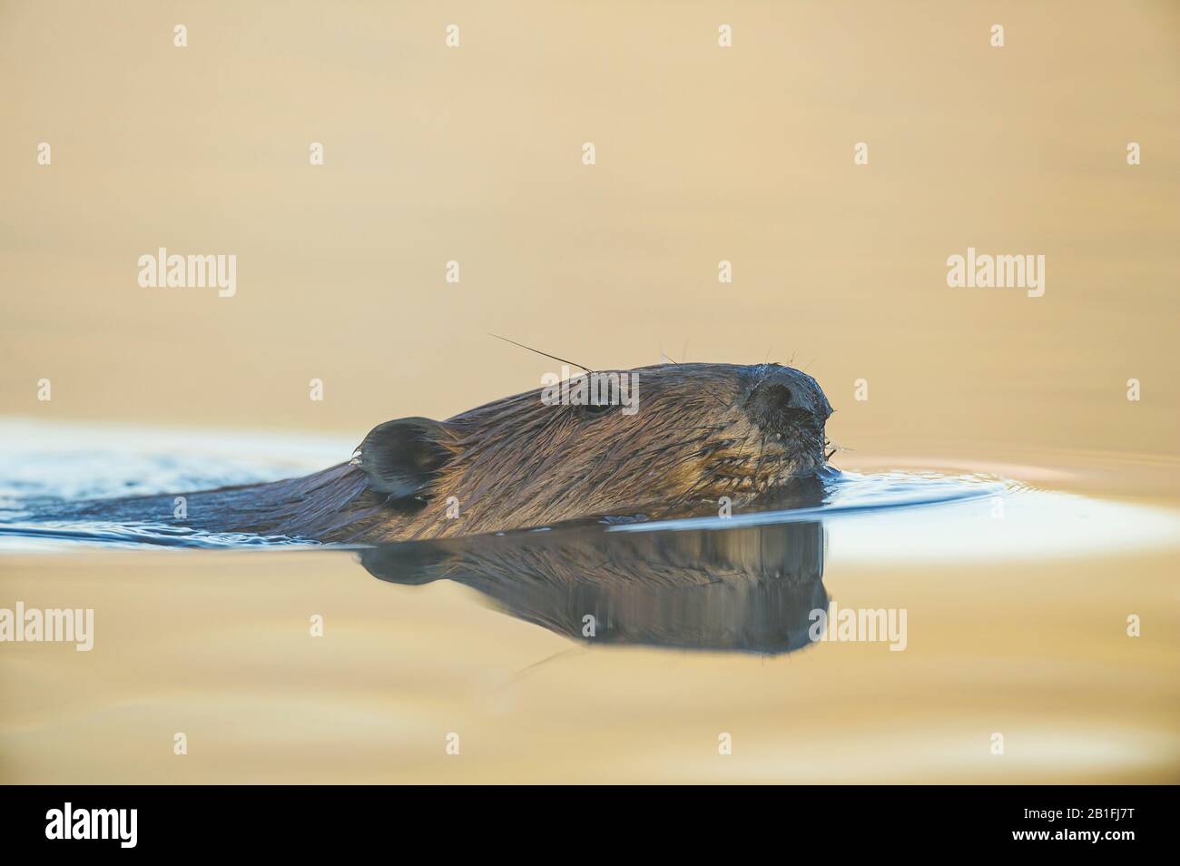 North American Beaver (Castor canadensis), Autumn, North America, by ...