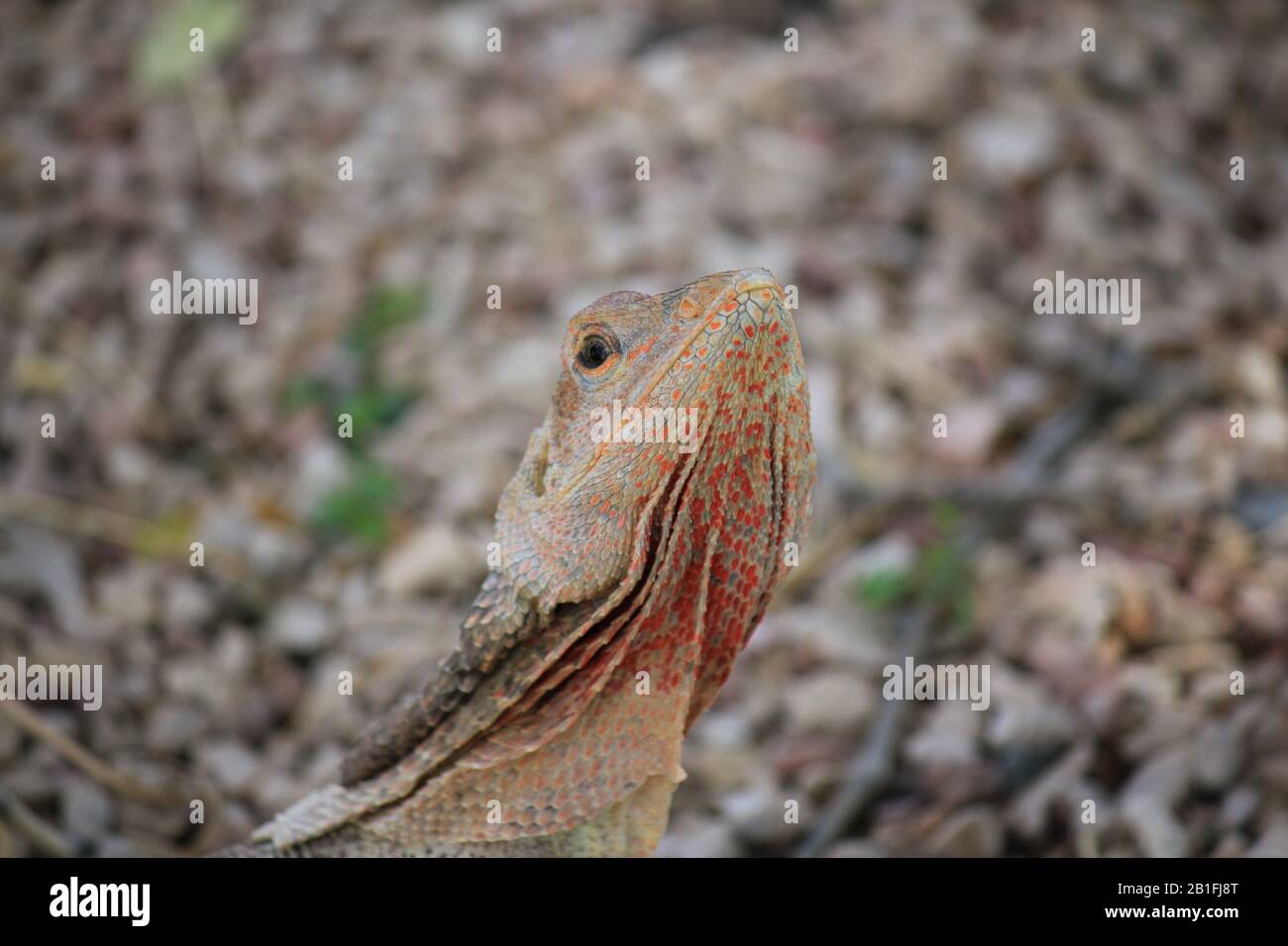 Ruff High Resolution Stock Photography and Images - Alamy