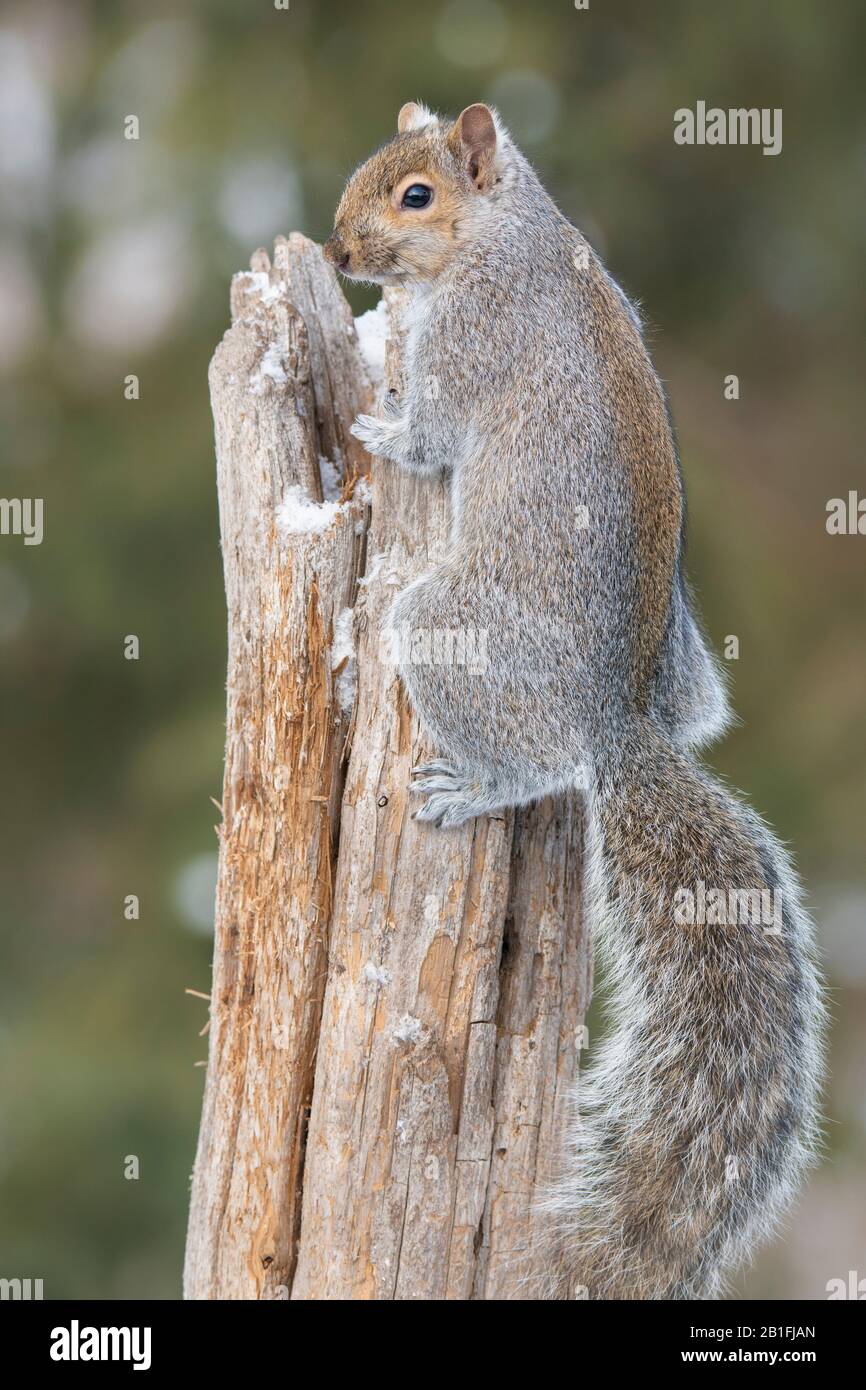 Eastern Gray squirrel (sciurus carolinensis), climbing up tree stump ...