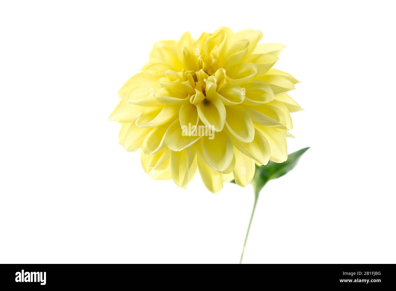 Pale yellow flowers Cut Out Stock Images & Pictures - Alamy