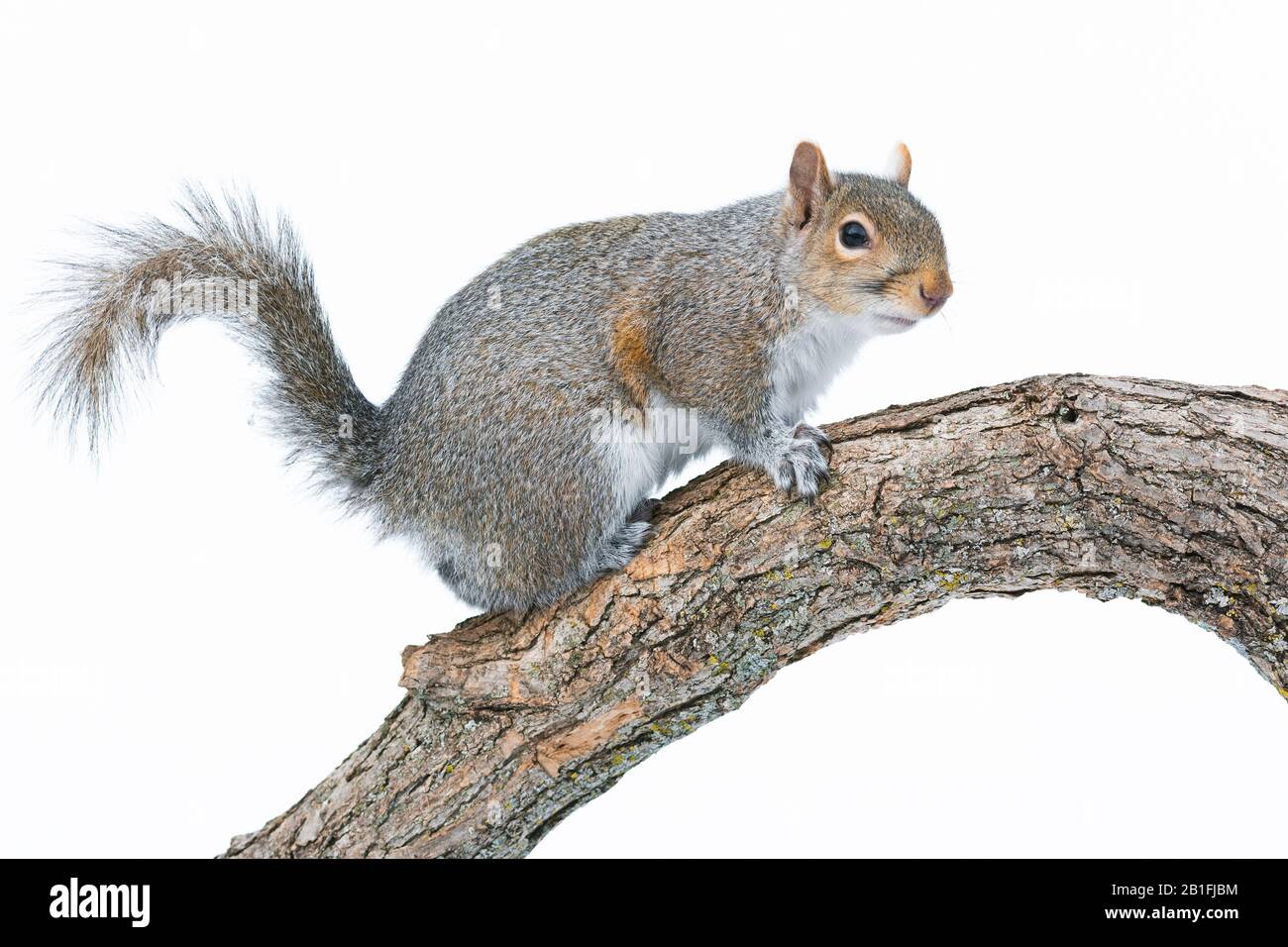 Neighborhood squirrels hi-res stock photography and images - Alamy