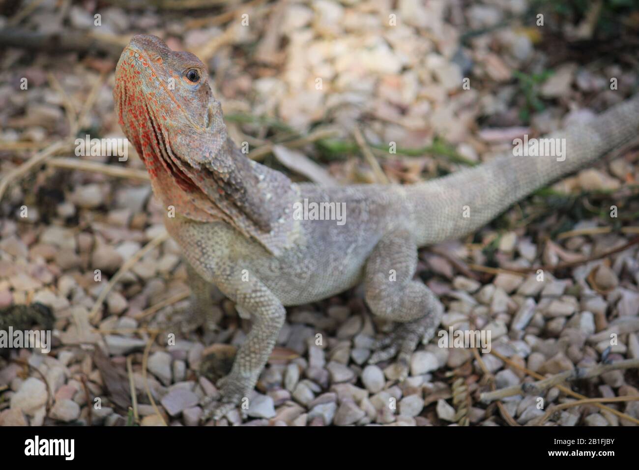 Red Frilled Lizard, Western Australia Stock Photo - Alamy