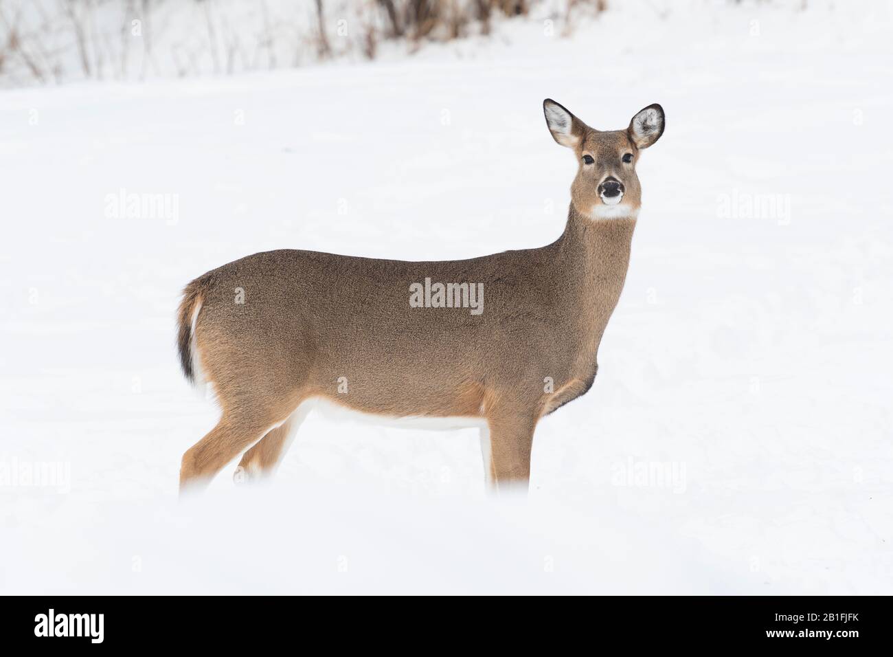 White Fur Coats High Resolution Stock Photography and Images - Alamy