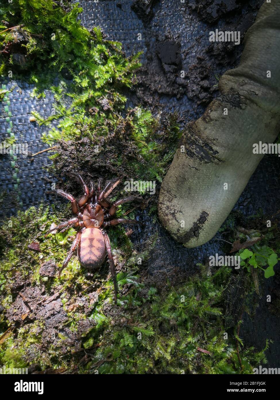 Banded tunnelweb spider hi-res stock photography and images - Alamy