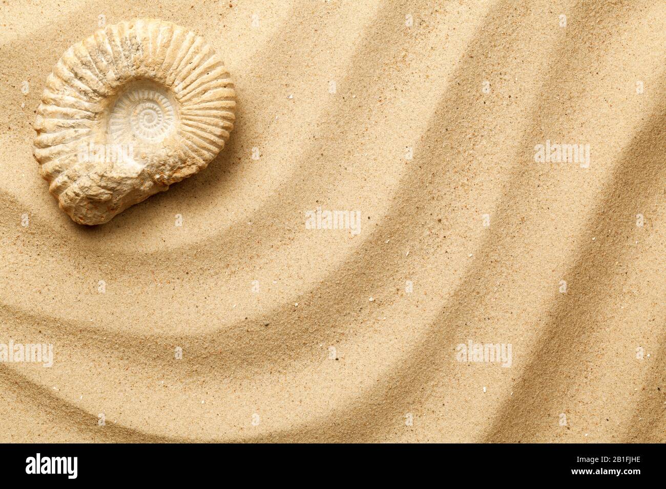 Ammonite on sea sand background. Flat lay, top view Stock Photo - Alamy