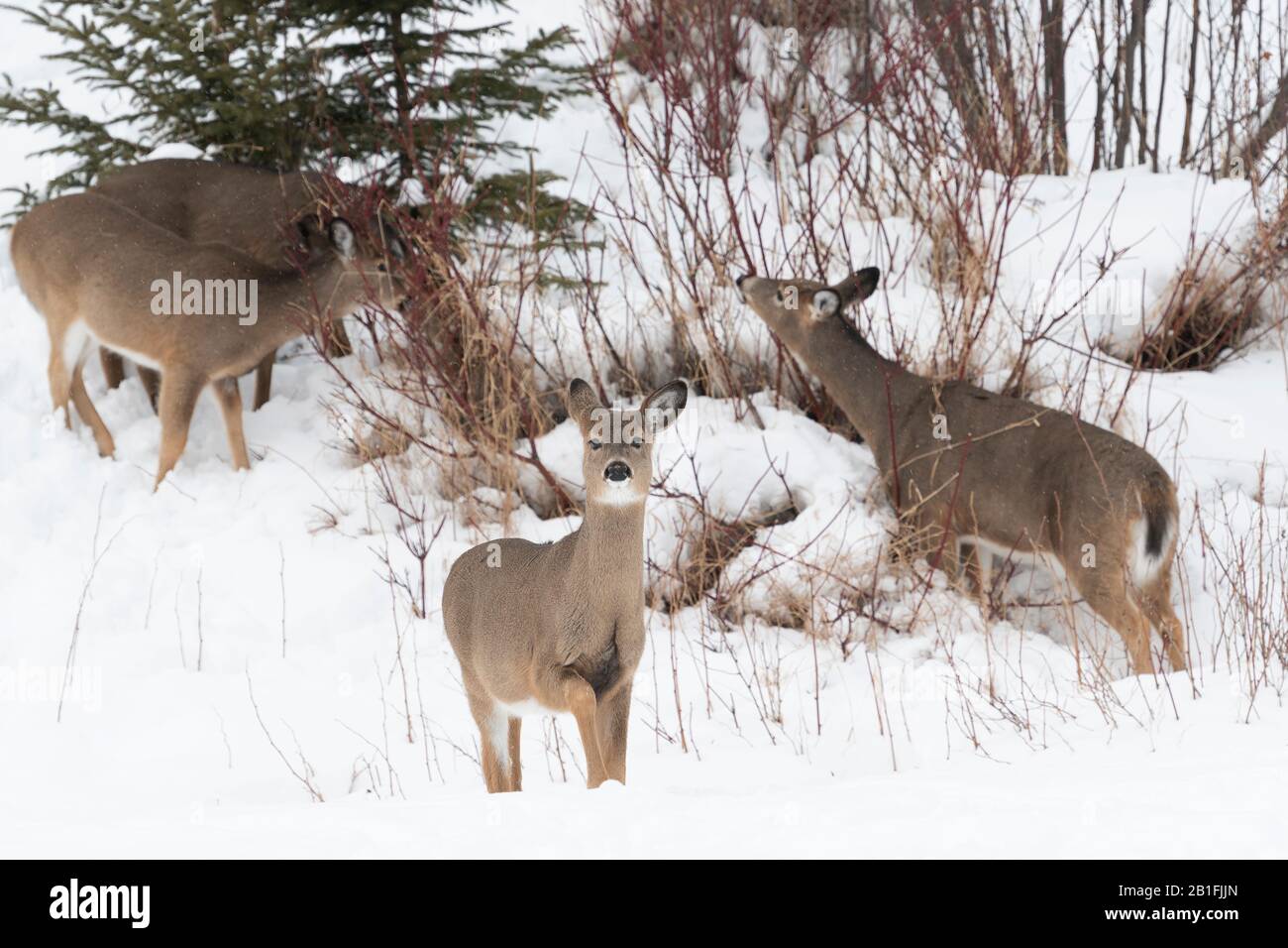 Browsing deer hi-res stock photography and images - Alamy