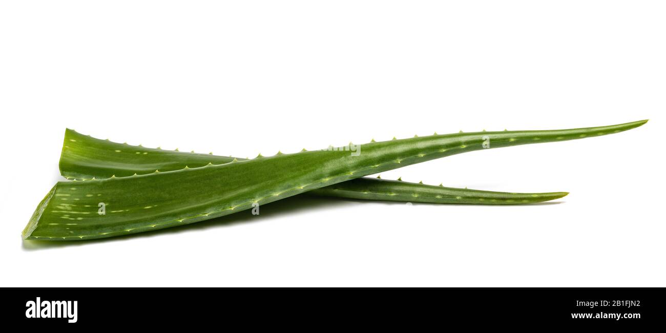 Aloe branches isolated on white background Stock Photo - Alamy