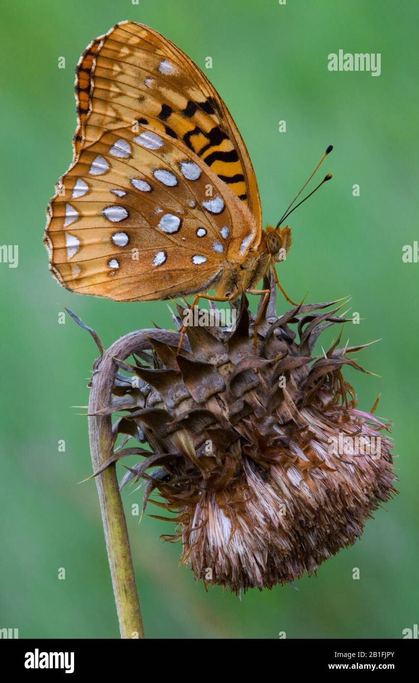 Bilateral butterfly hi-res stock photography and images - Alamy