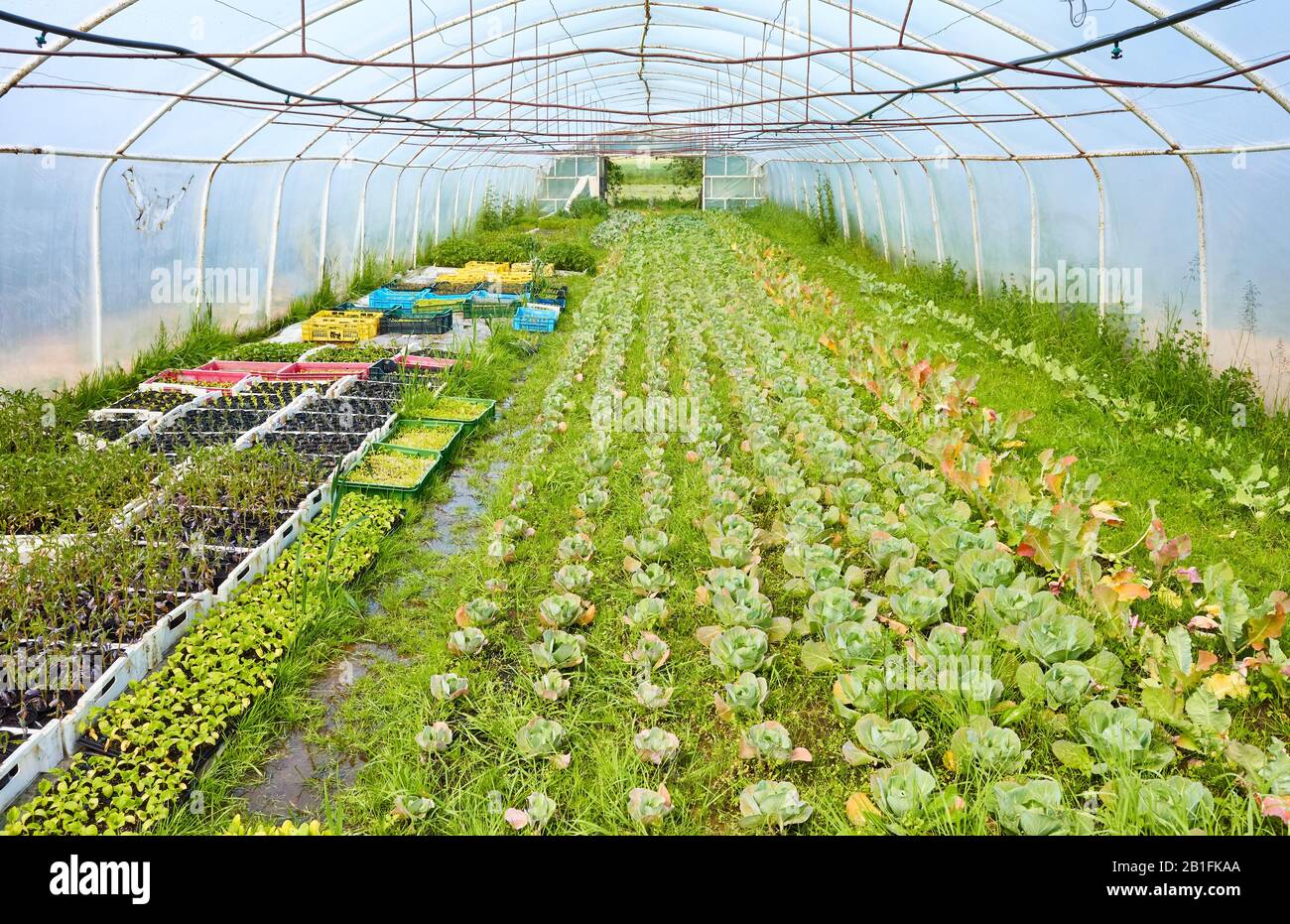 Vegetable production hi-res stock photography and images - Alamy