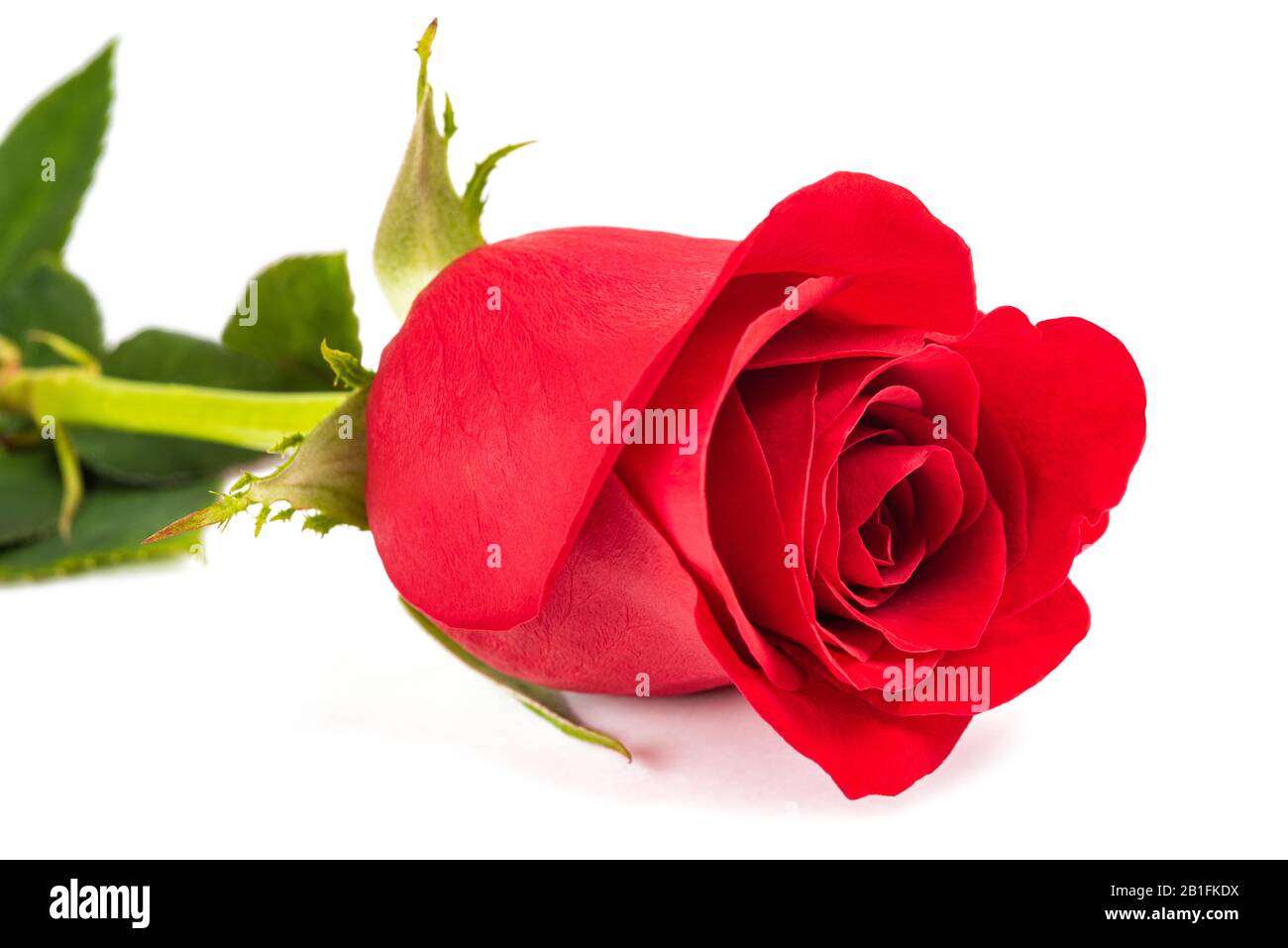 Red rose flower isolated on white background Stock Photo - Alamy