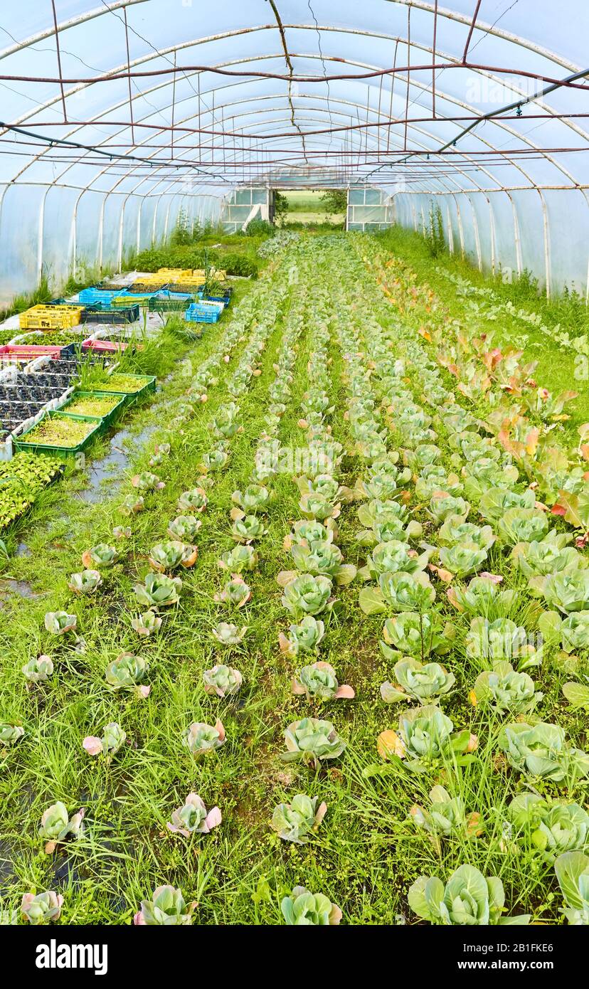 Vegetable production hi-res stock photography and images - Alamy