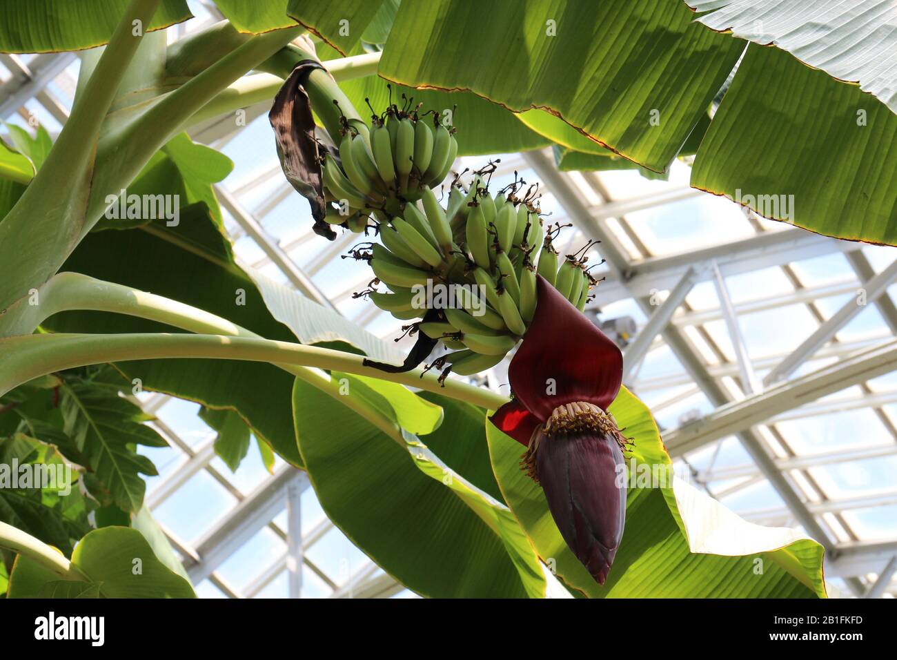 Close up of bananas and flower bud ripening on a Banana tree in a ...