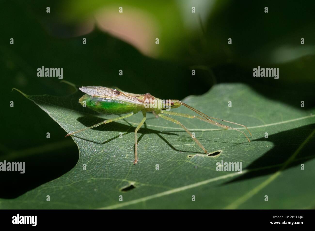 Green Damsel Bug on leaf waiting for prey to pass by Stock Photo - Alamy