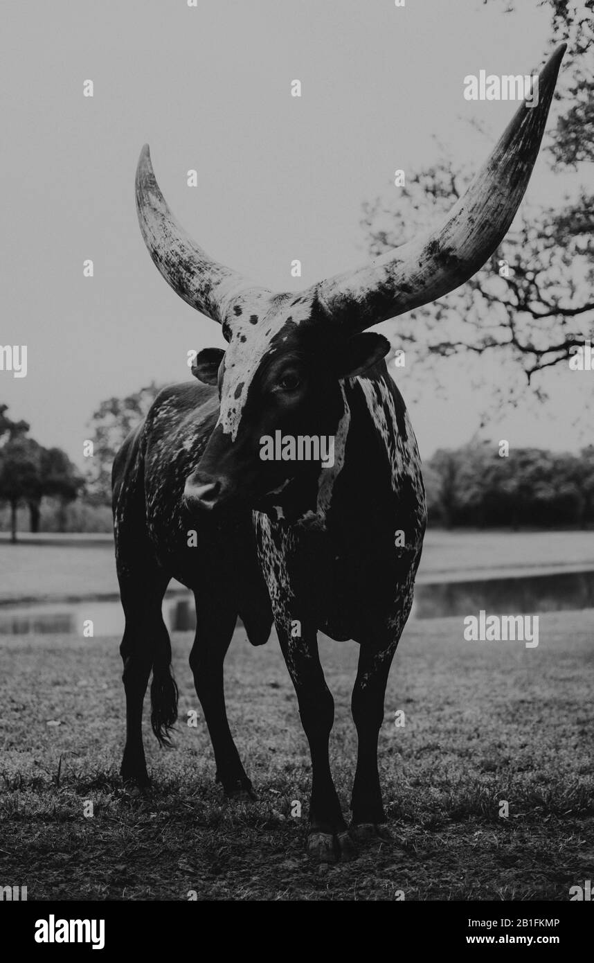 South African Watusi Stock Photo - Alamy