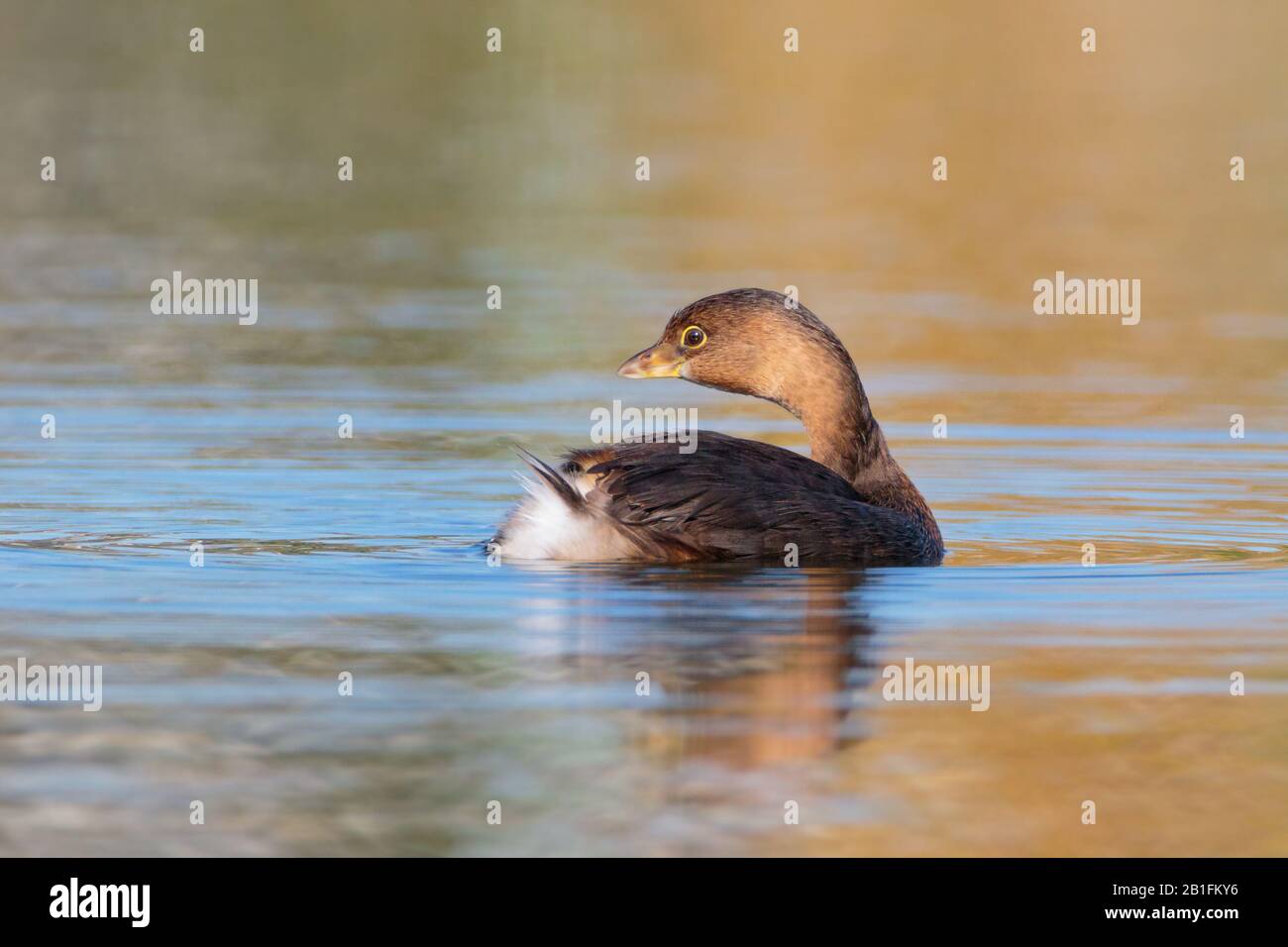 Orange billed duck hi-res stock photography and images - Alamy