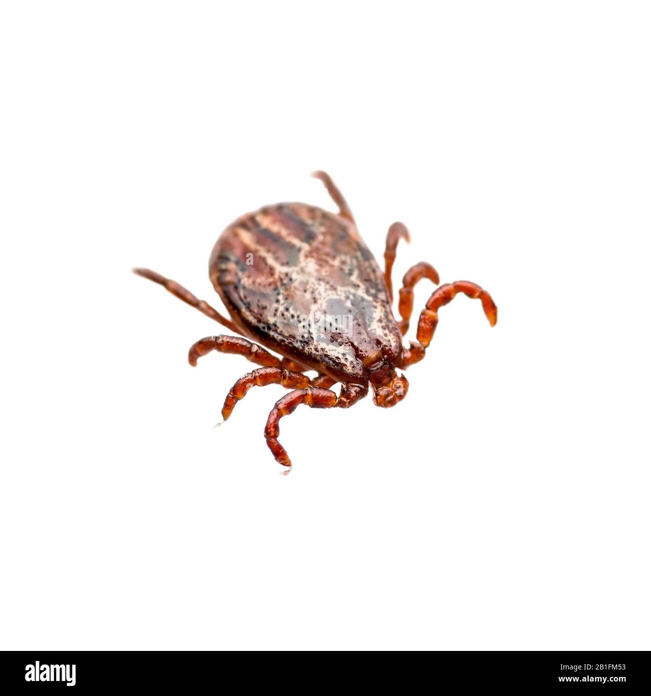 Encephalitis Virus or Lyme Borreliosis Disease or Monkey Fever ...
