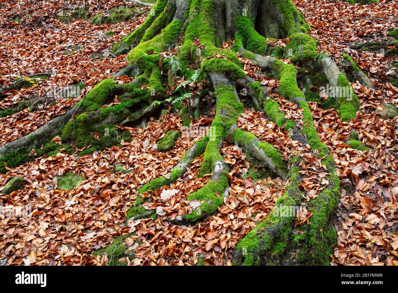 Switzerland National Tree