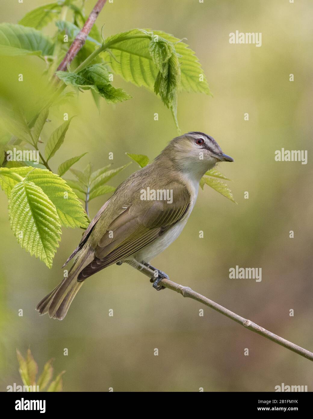 Close up of Red-eyed Vireo bird in beautiful natural surroundings Stock ...