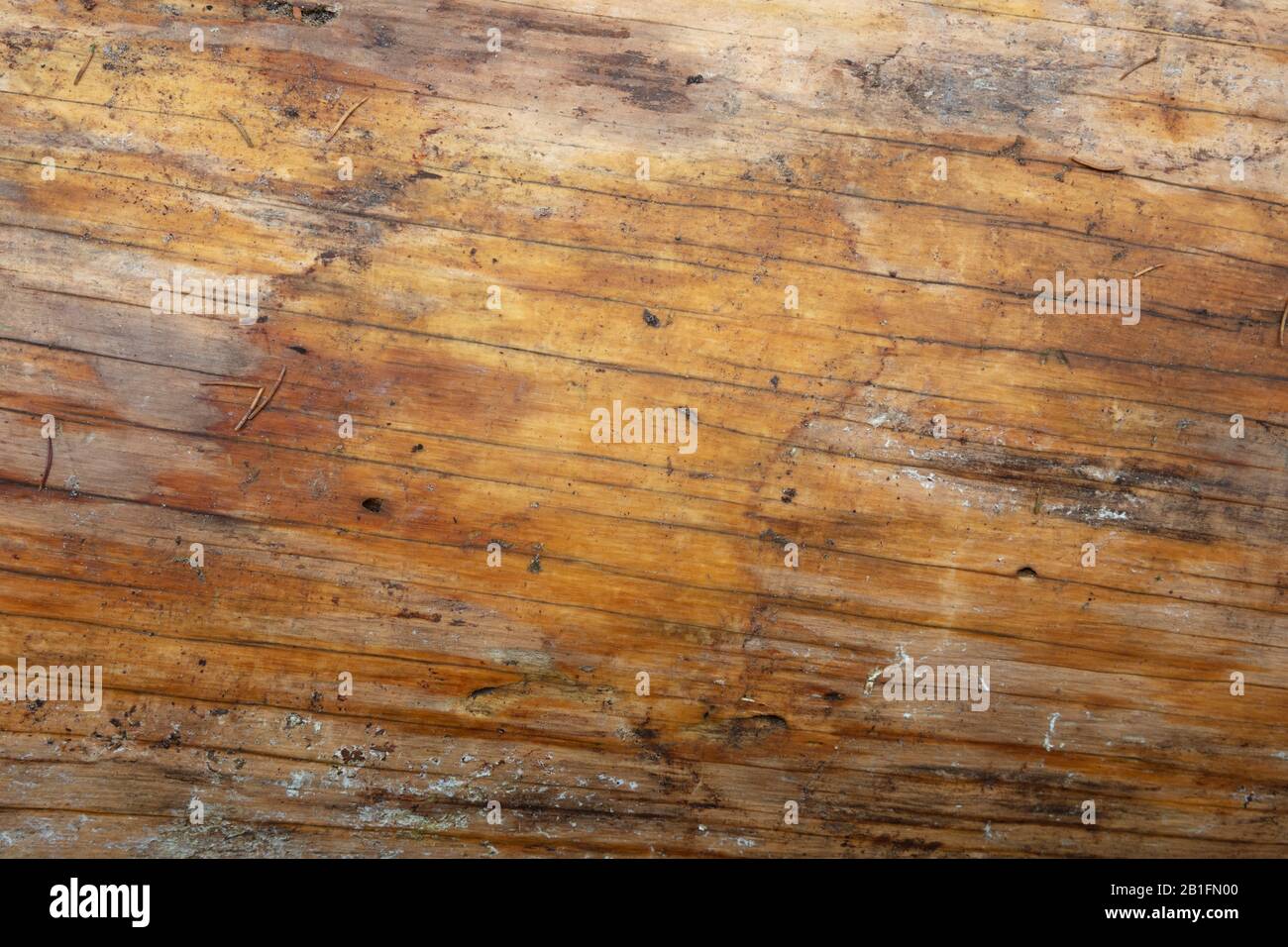 Surface of a tree Stock Photo - Alamy