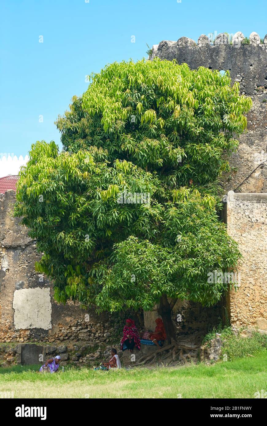 An old Mango tree growing inside the Old Fort, Zanzibar, Tanzania Stock ...