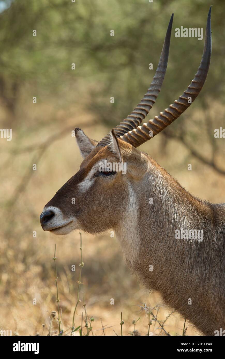 a male water buck presenting its antler Stock Photo - Alamy