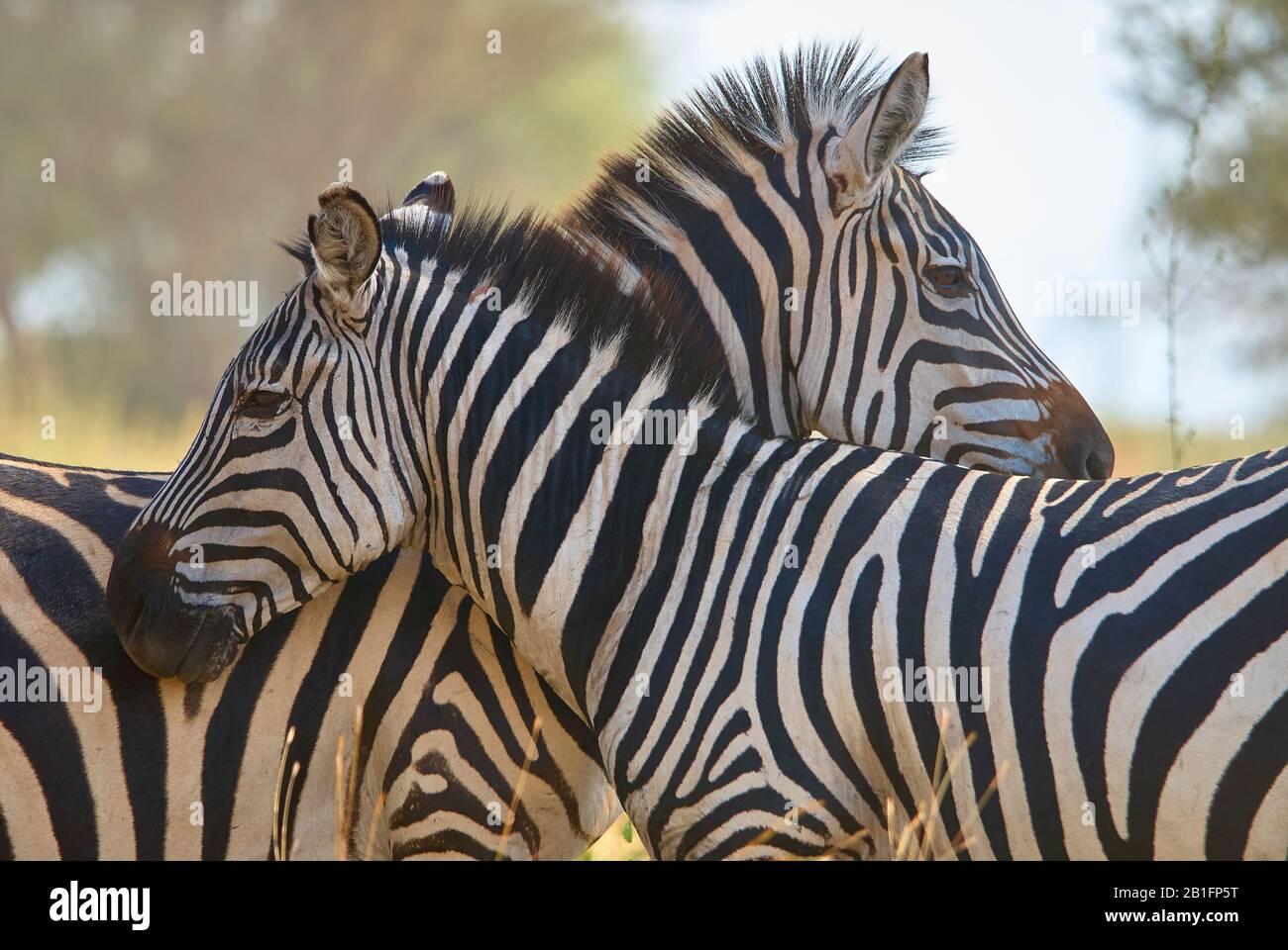 Mirrored zebra hi-res stock photography and images - Alamy