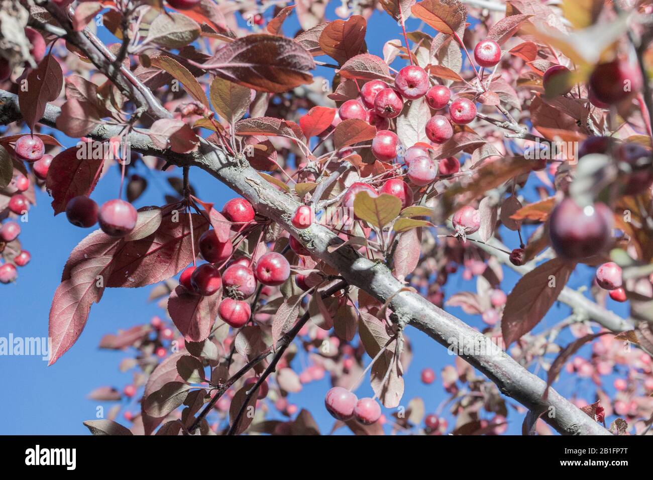 Branch of an ornamental Apple tree with red fruits and purple leaves in ...