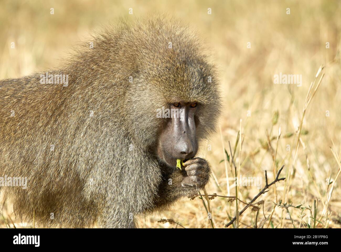 A large baboon monkey tries out a seed Stock Photo - Alamy