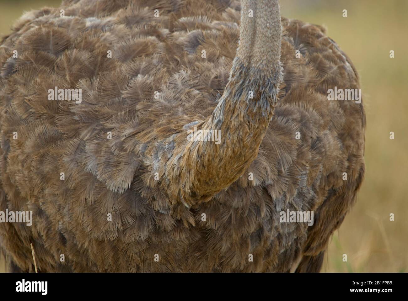 Close up of a females Ostrich body and neck with its soft feathers ...