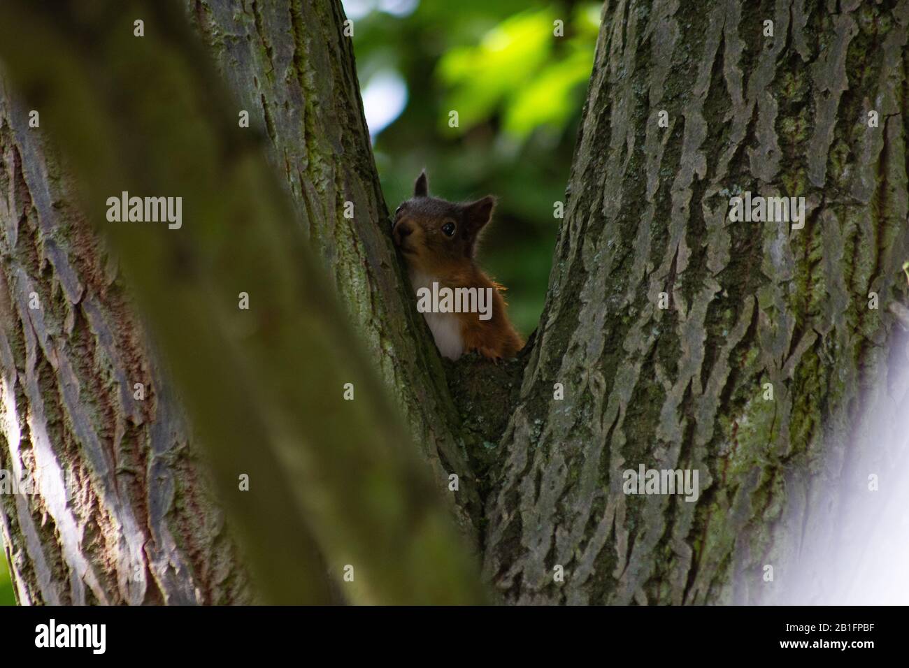 Wild Squirrel running up a tree playing Stock Photo - Alamy