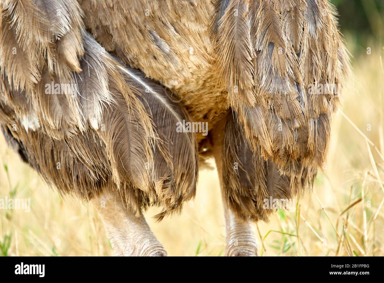 Soft tail-feathers of a female Ostrich Stock Photo - Alamy