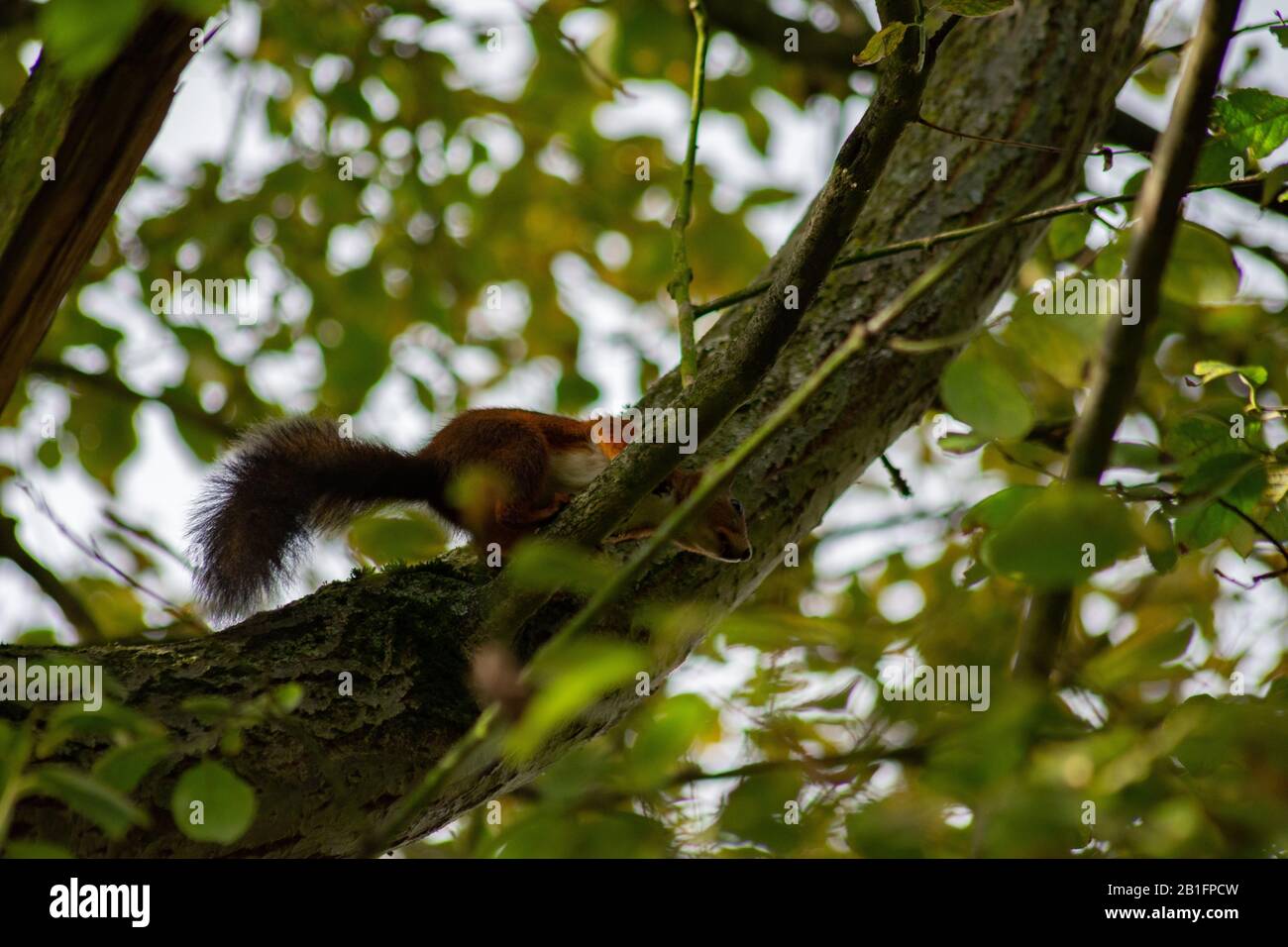 Telefoto hi-res stock photography and images - Alamy