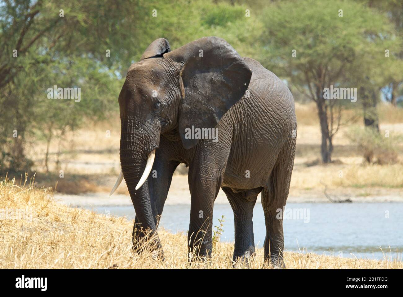 An elephant matriarch walking by Stock Photo - Alamy