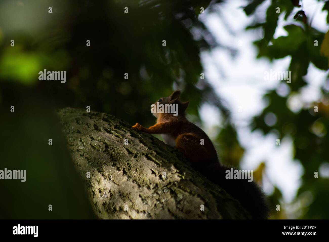 Wild Squirrel running up a tree playing Stock Photo - Alamy