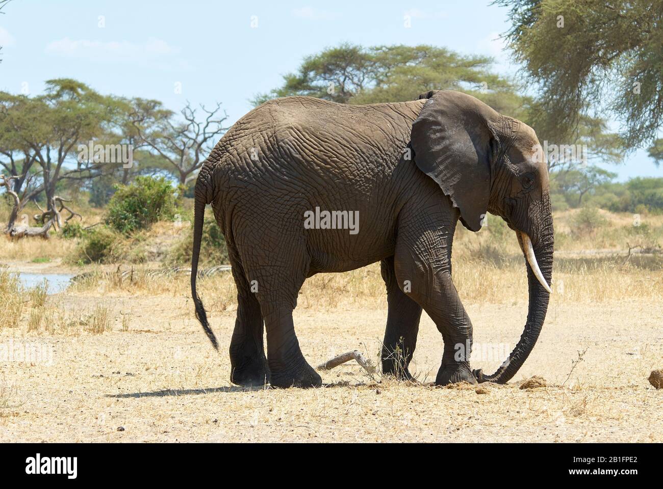 An elephant matriarch walking by Stock Photo - Alamy