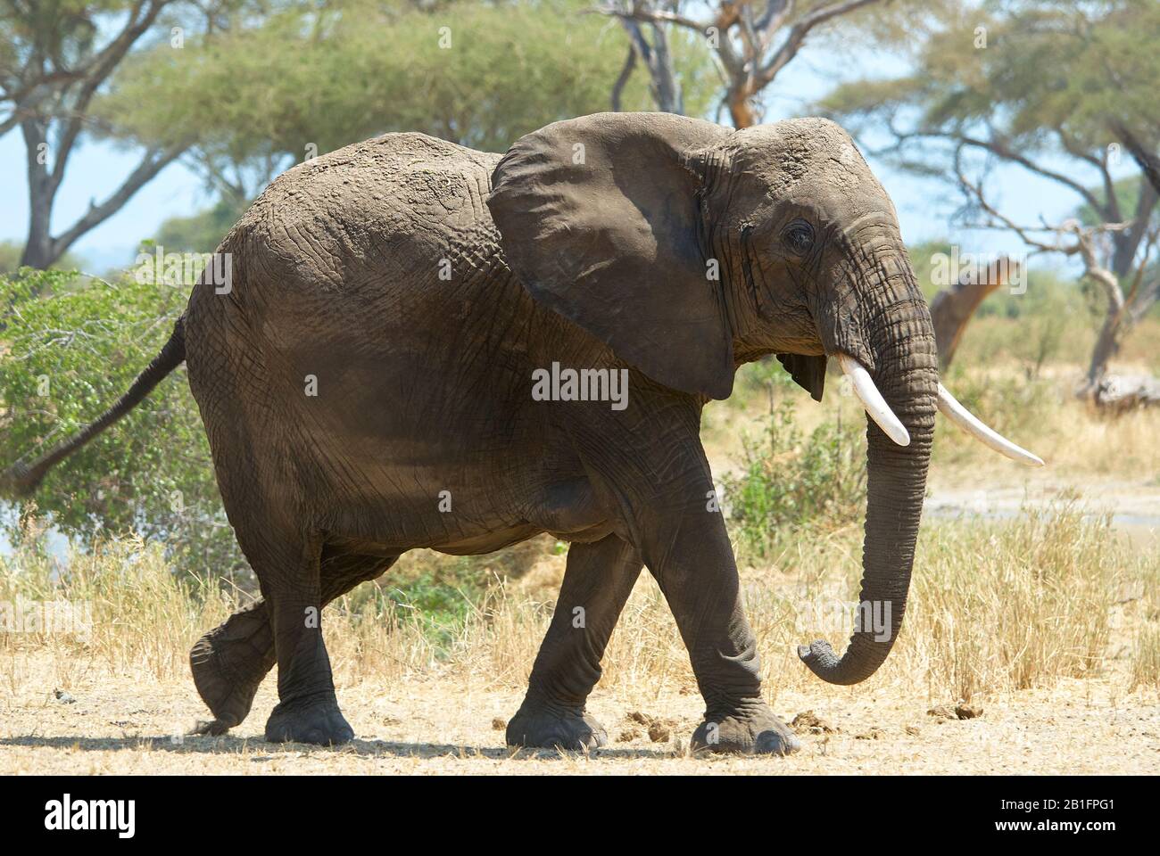 Right side of elephant hi-res stock photography and images - Alamy