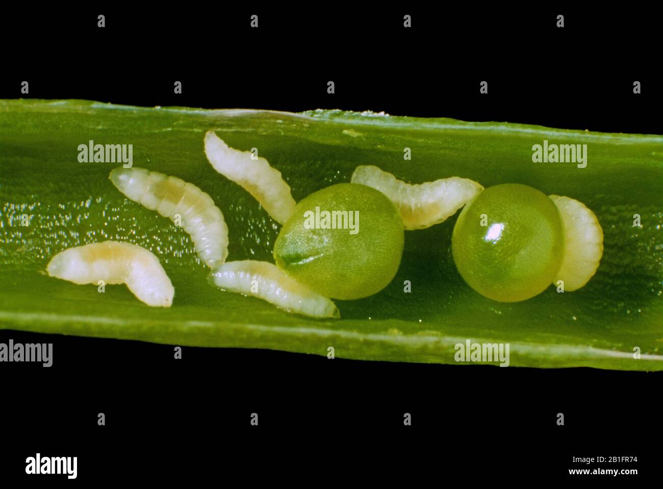 Bladder pod midge (Dasineura brassicae) larvae and green rapeseeds in ...