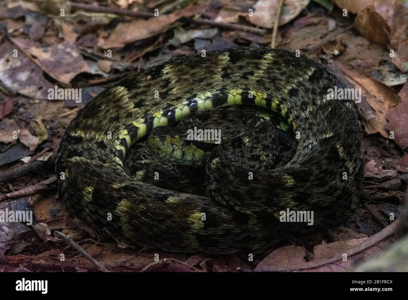 Common Lancehead (Bothrops atrox) from the Peruvian Amazon Stock Photo ...