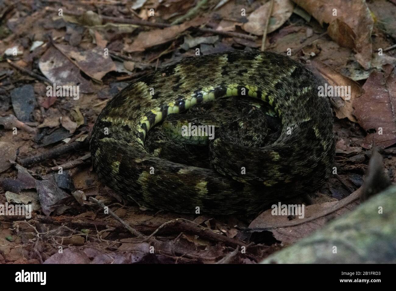 Common Lancehead (Bothrops atrox) from the Peruvian Amazon Stock Photo ...