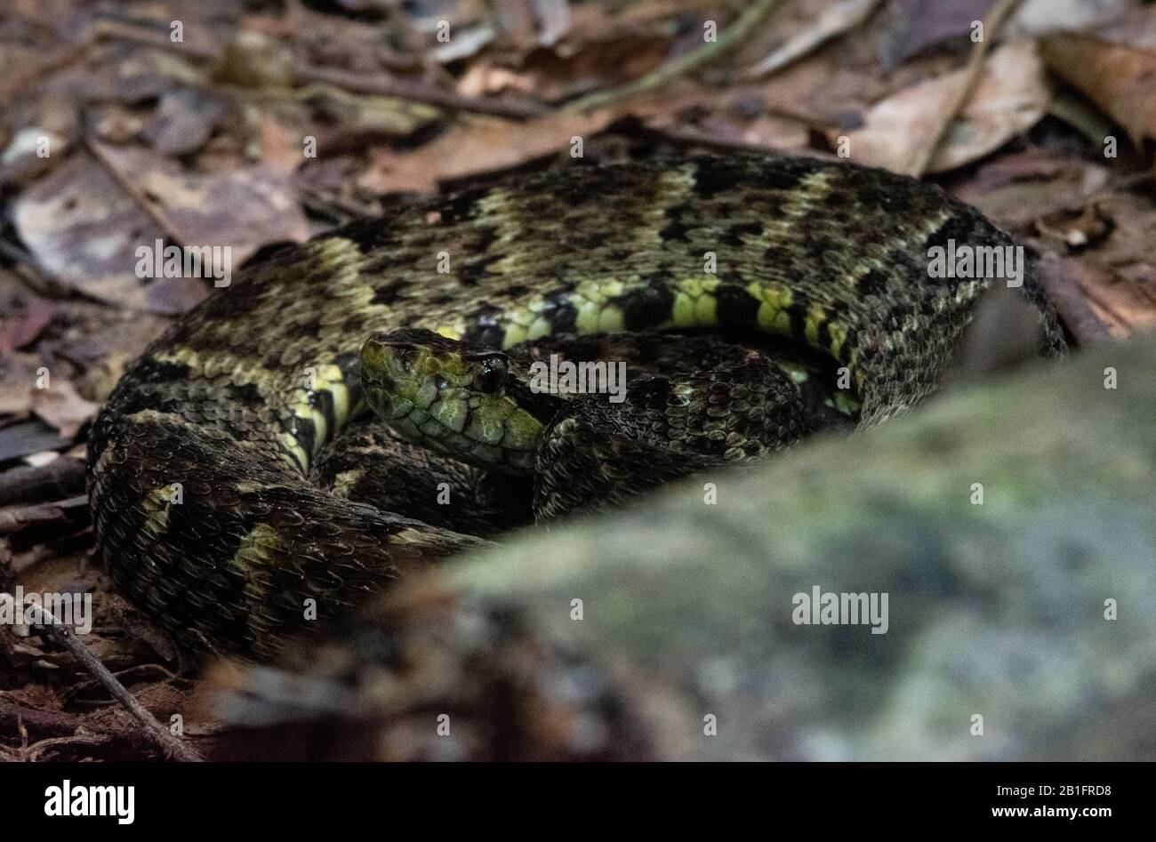 Common Lancehead (Bothrops atrox) from the Peruvian Amazon Stock Photo ...