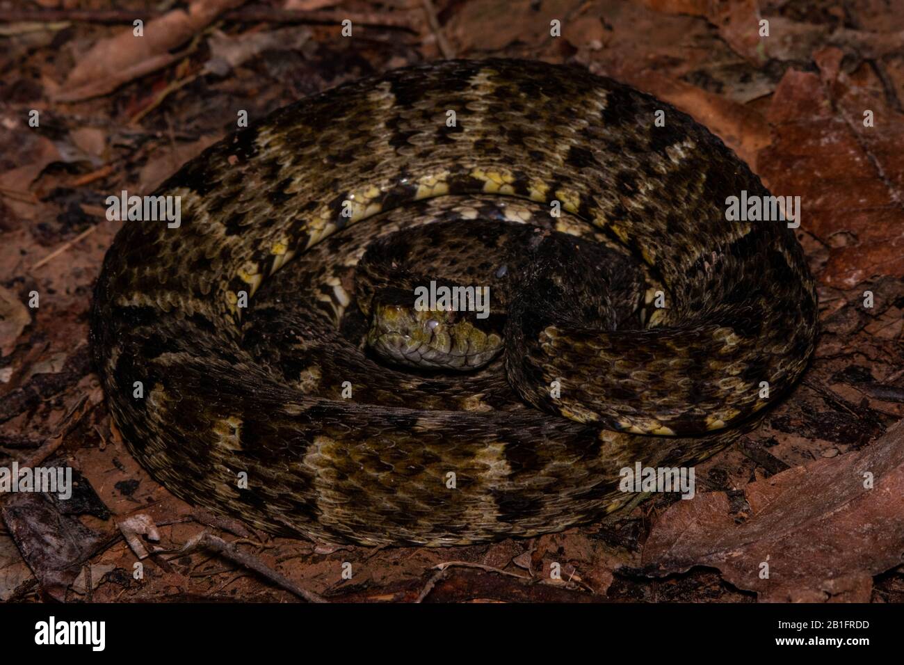 Common Lancehead (Bothrops atrox) from the Peruvian Amazon Stock Photo ...
