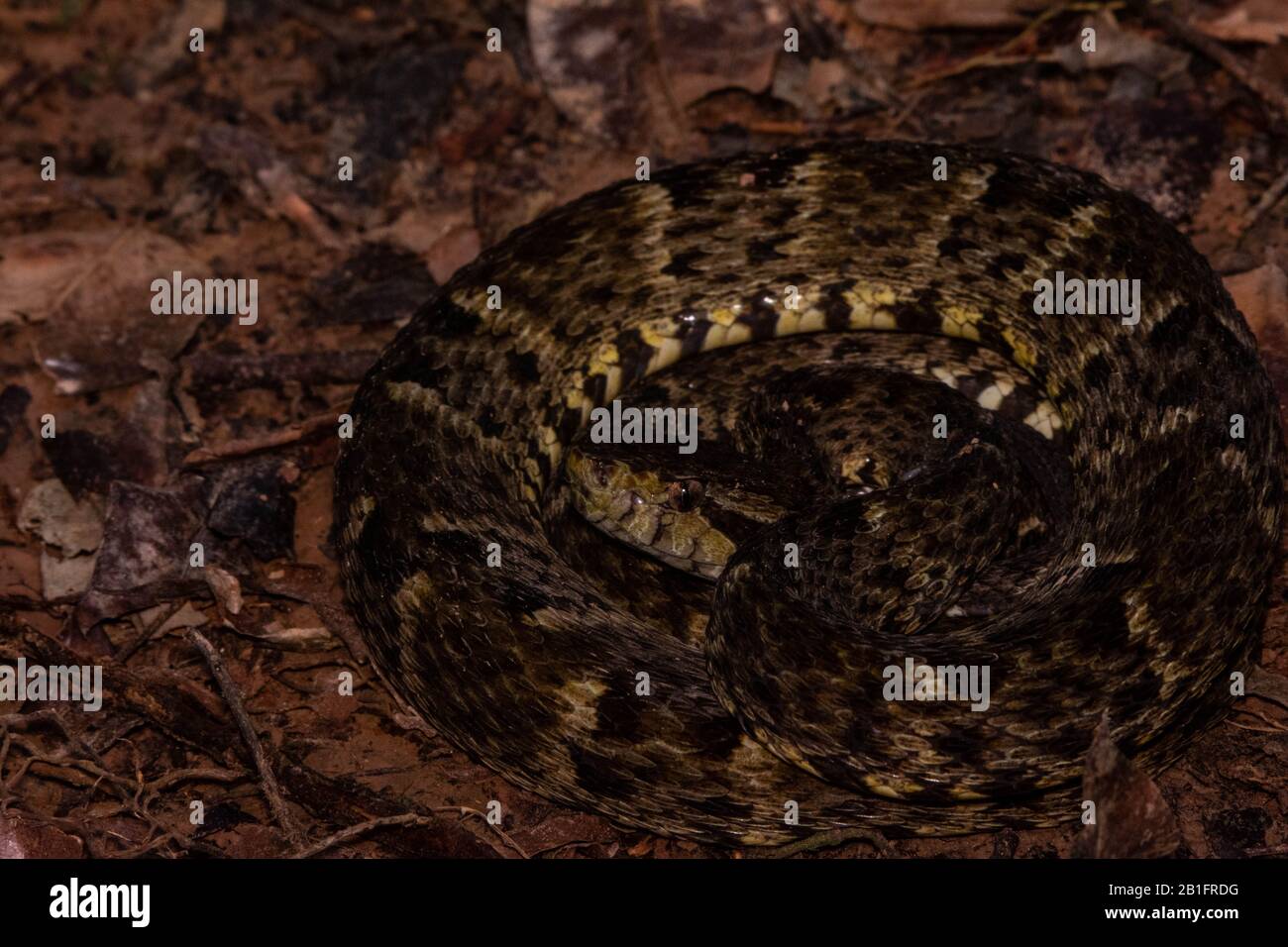 Bothrops atrox poisonous hi-res stock photography and images - Alamy