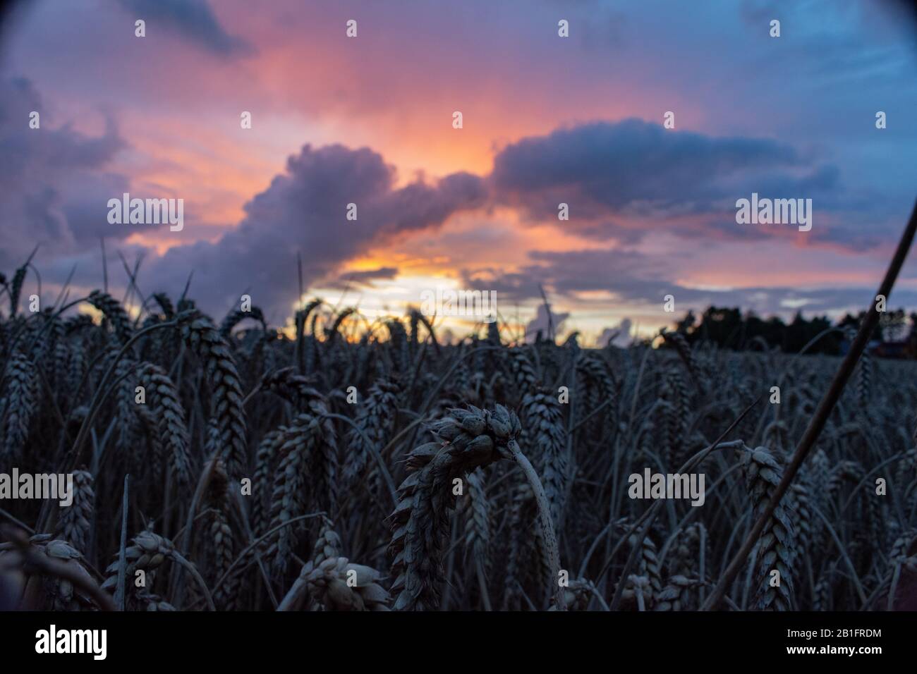 Corn field in the evening with sunset Stock Photo - Alamy