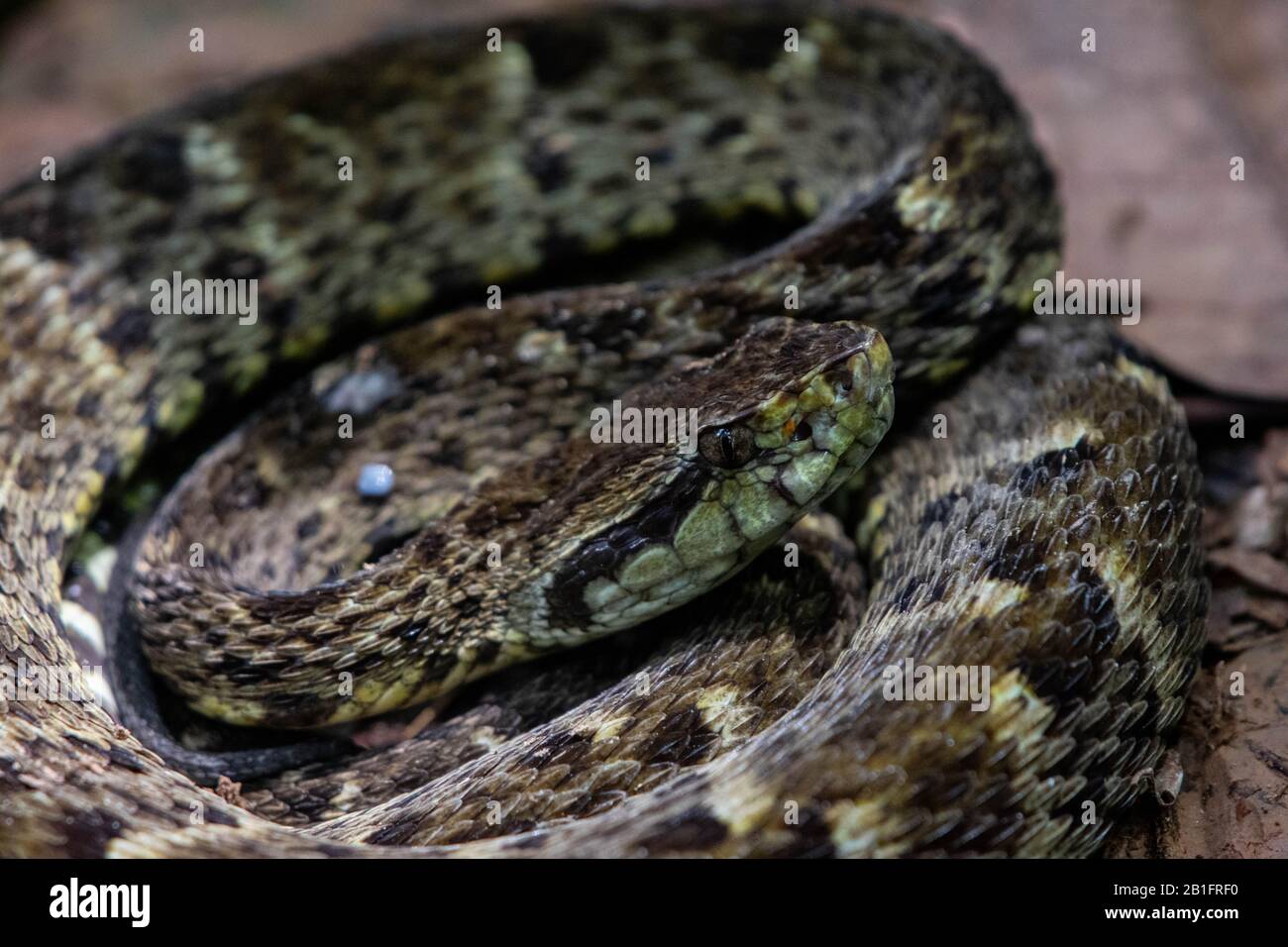 Common Lancehead (Bothrops atrox) from the Peruvian Amazon Stock Photo ...