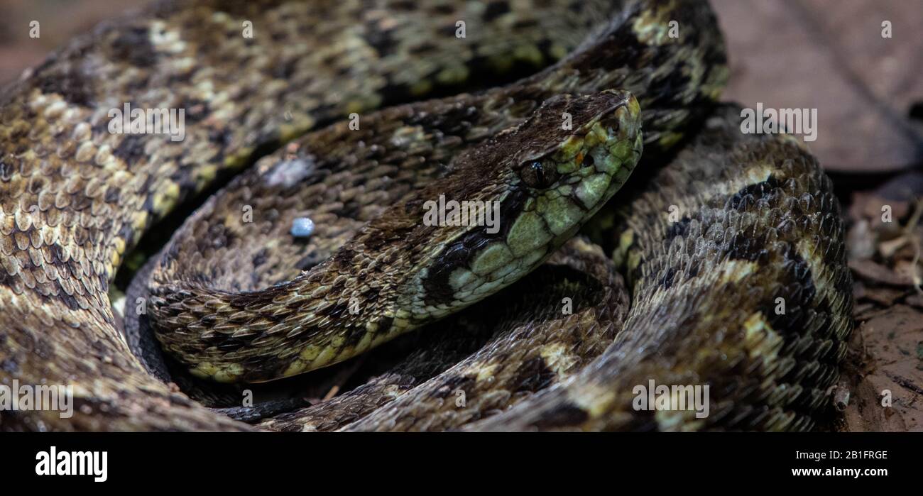 Common Lancehead (Bothrops atrox) from the Peruvian Amazon Stock Photo ...