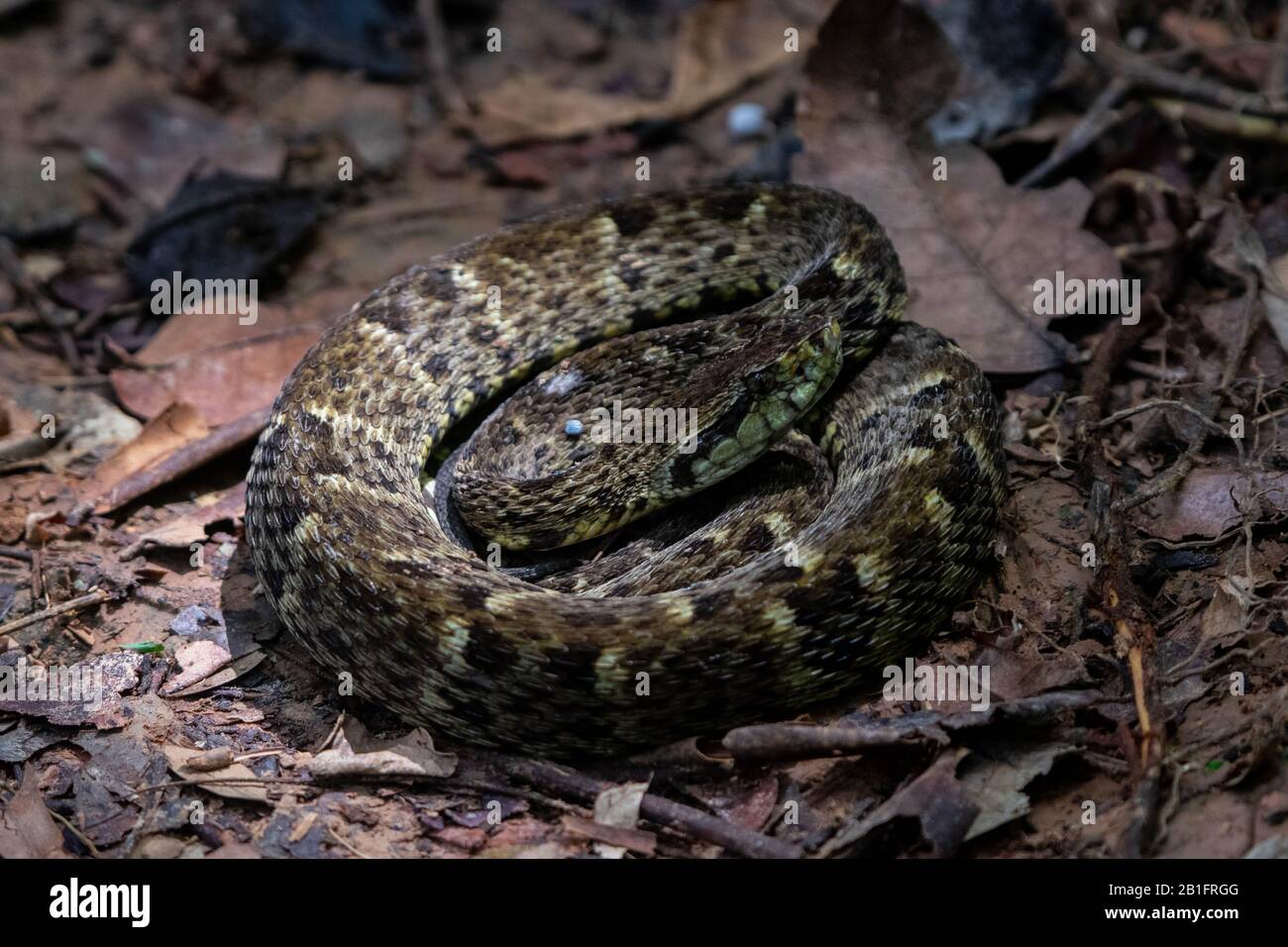Common Lancehead (Bothrops atrox) from the Peruvian Amazon Stock Photo ...