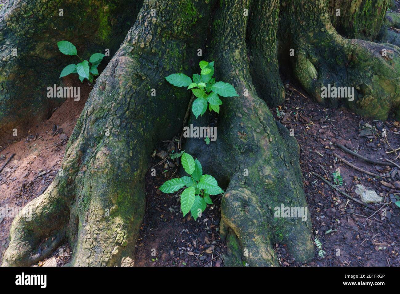Small plants growing near the roots of a large tree - photographed in ...