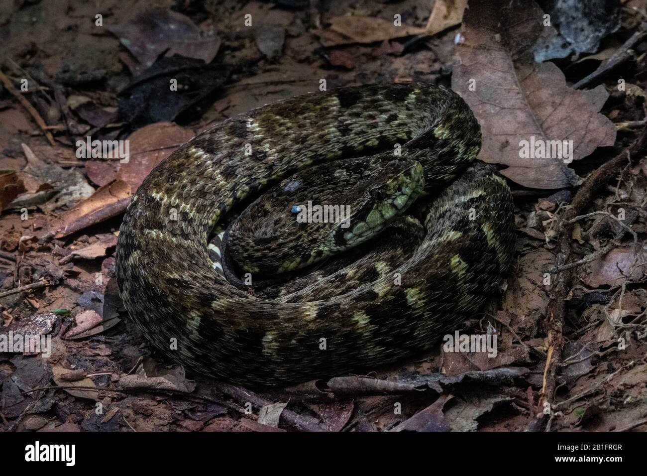 Common Lancehead (Bothrops atrox) from the Peruvian Amazon Stock Photo ...